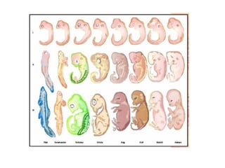 Evolution notes | PPT