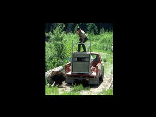 "How not to release a bear"- A simple presentation to show the ...