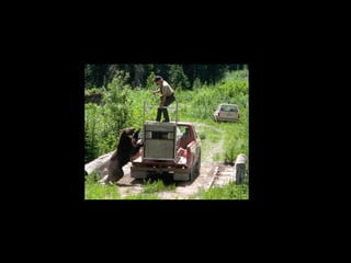 "How not to release a bear"- A simple presentation to show the ...