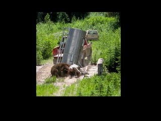 "How not to release a bear"- A simple presentation to show the ...