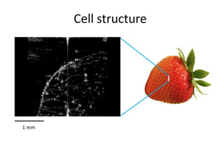 Biomedical Imaging Using a Barcode Scanner | PPT