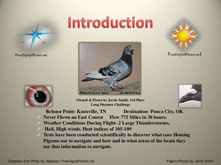 Speaking Pigeon Scienceline