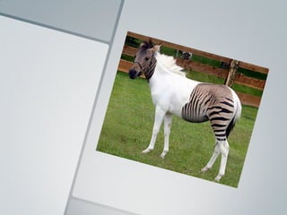 Server Side Javascript : how to start ? | PPTX