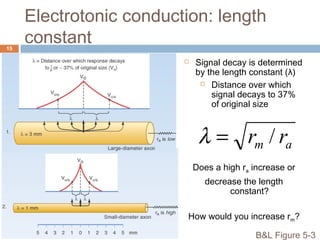 Generation and conduction of action potentials | PPT