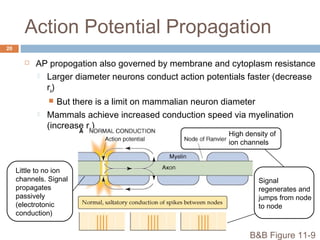 Generation and conduction of action potentials | PPT