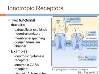 Generation and conduction of action potentials | PPT