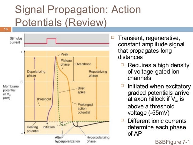 Generation and conduction of action potentials