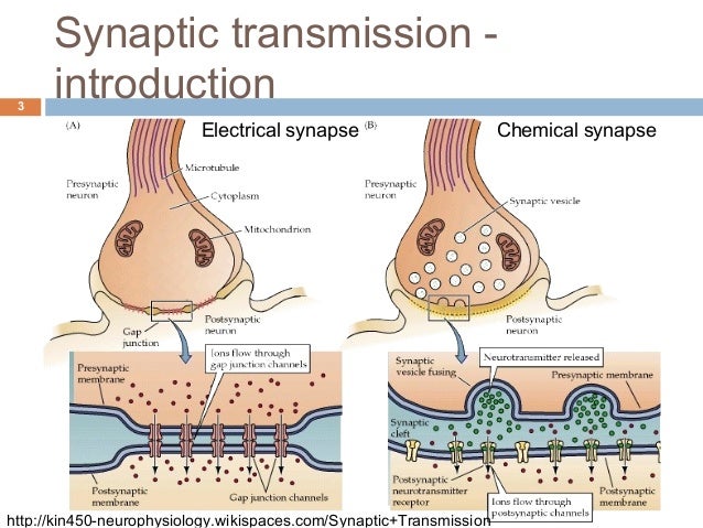 Generation and conduction of action potentials