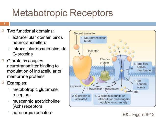 Generation and conduction of action potentials