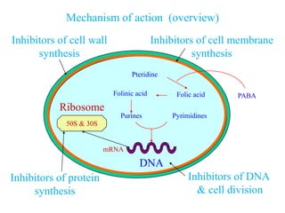 4 introduction to antimicrobials | PPTX