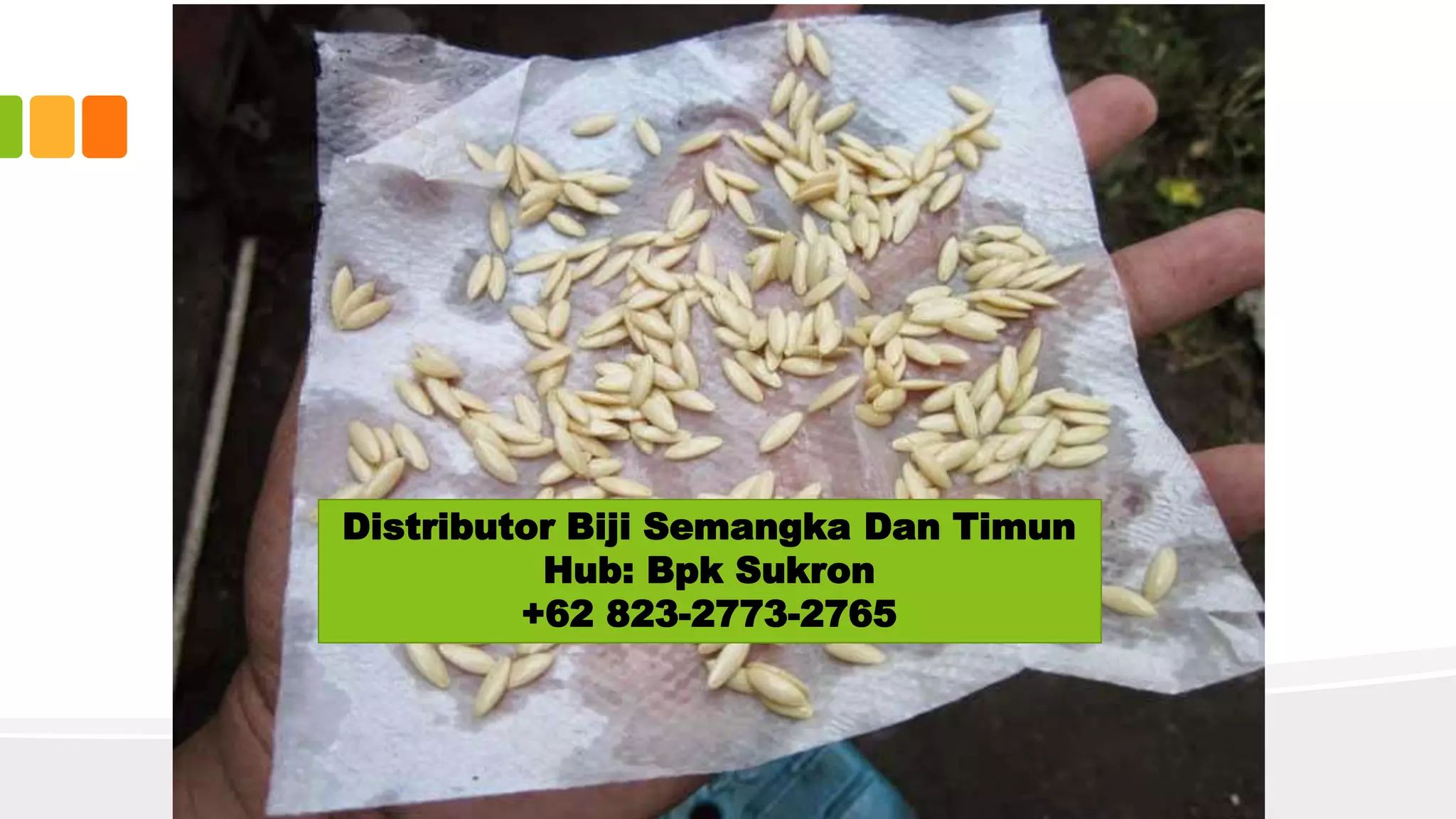 benih semangka prime Makassar | PPTX