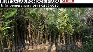 bibit salak pondoh super, HP "081.328.720.280" | PDF