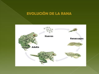 La rana | PPTX