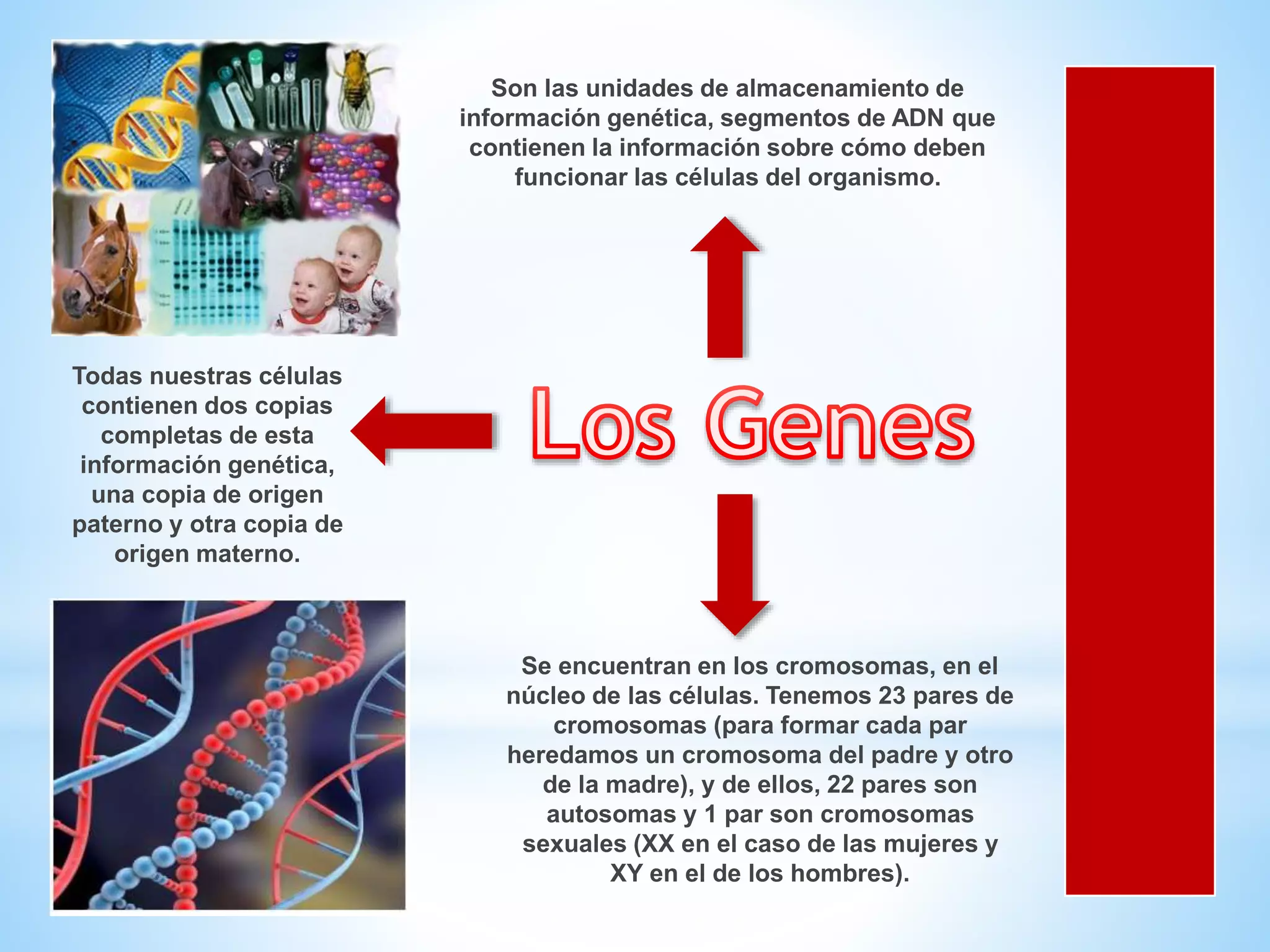 Genética y Conducta. Los Genes y sus partes (definiciones) | PPT