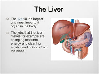 Alcoholic Liver Disease PPT. | PPT