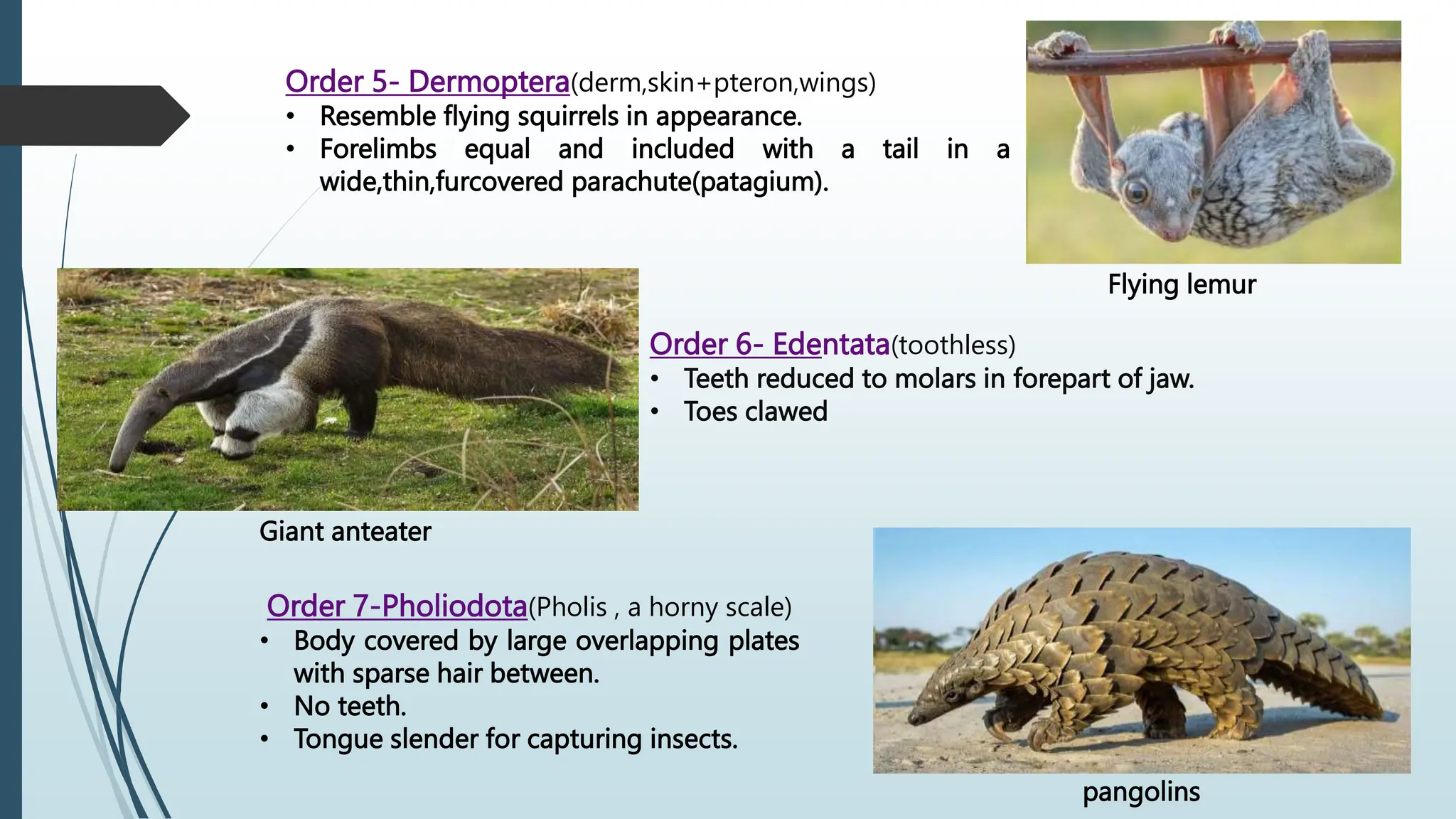 Characteristics and classification of mammals.pptx