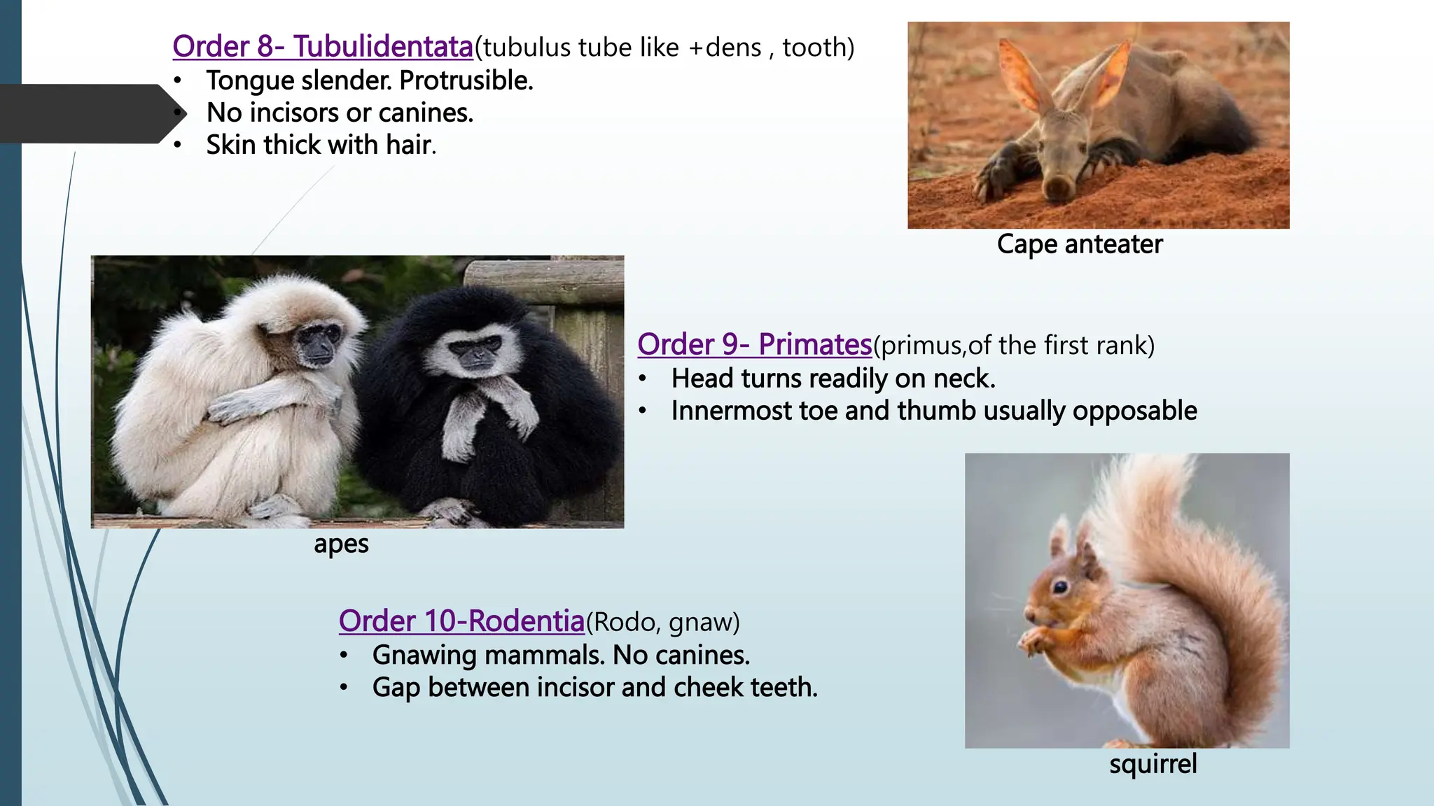 Characteristics and classification of mammals.pptx