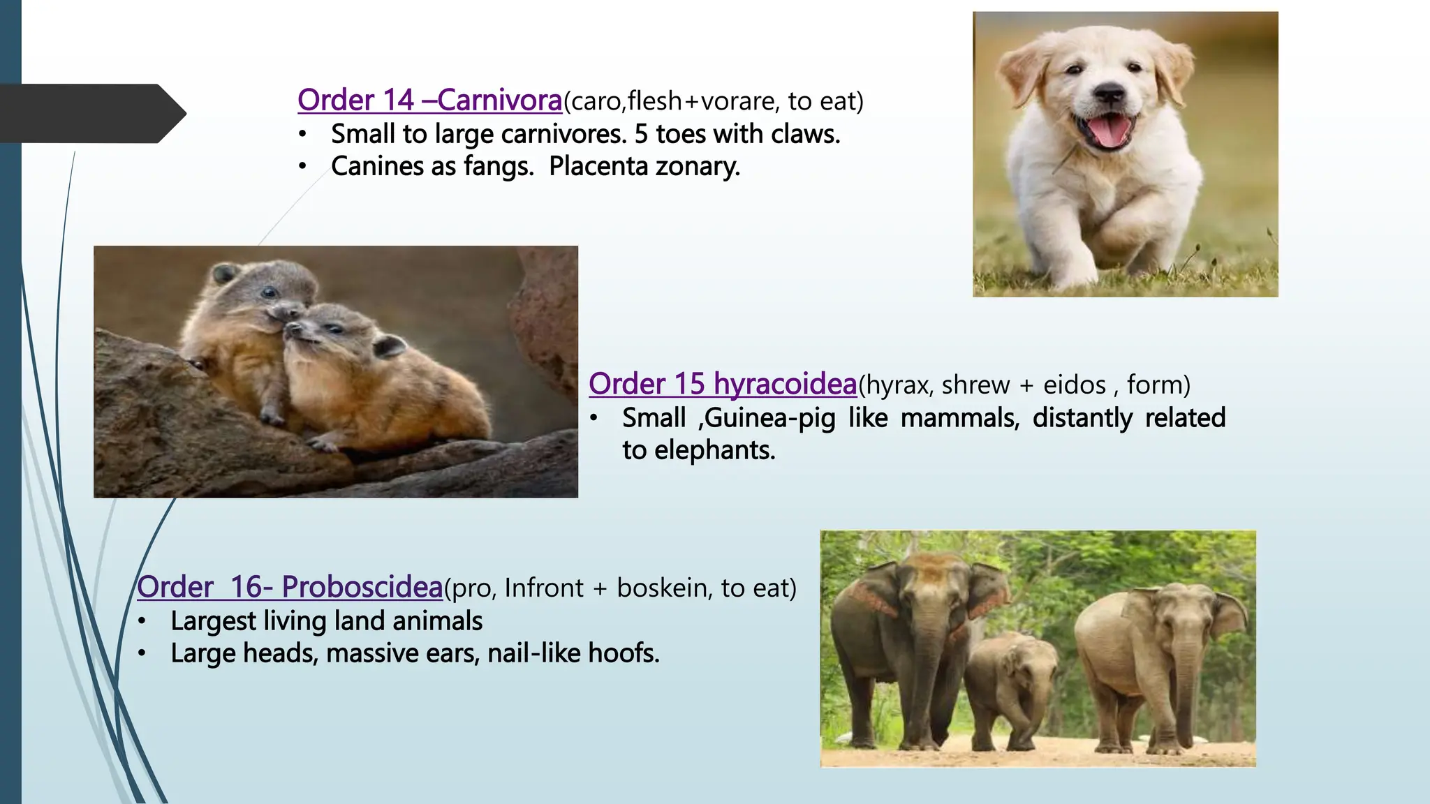 Characteristics and classification of mammals.pptx