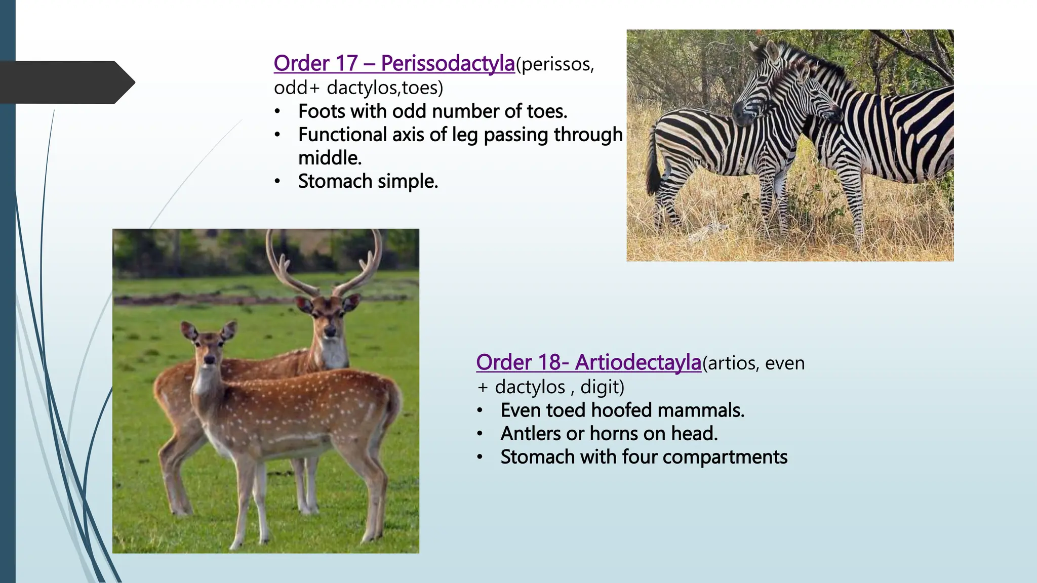 Characteristics and classification of mammals.pptx