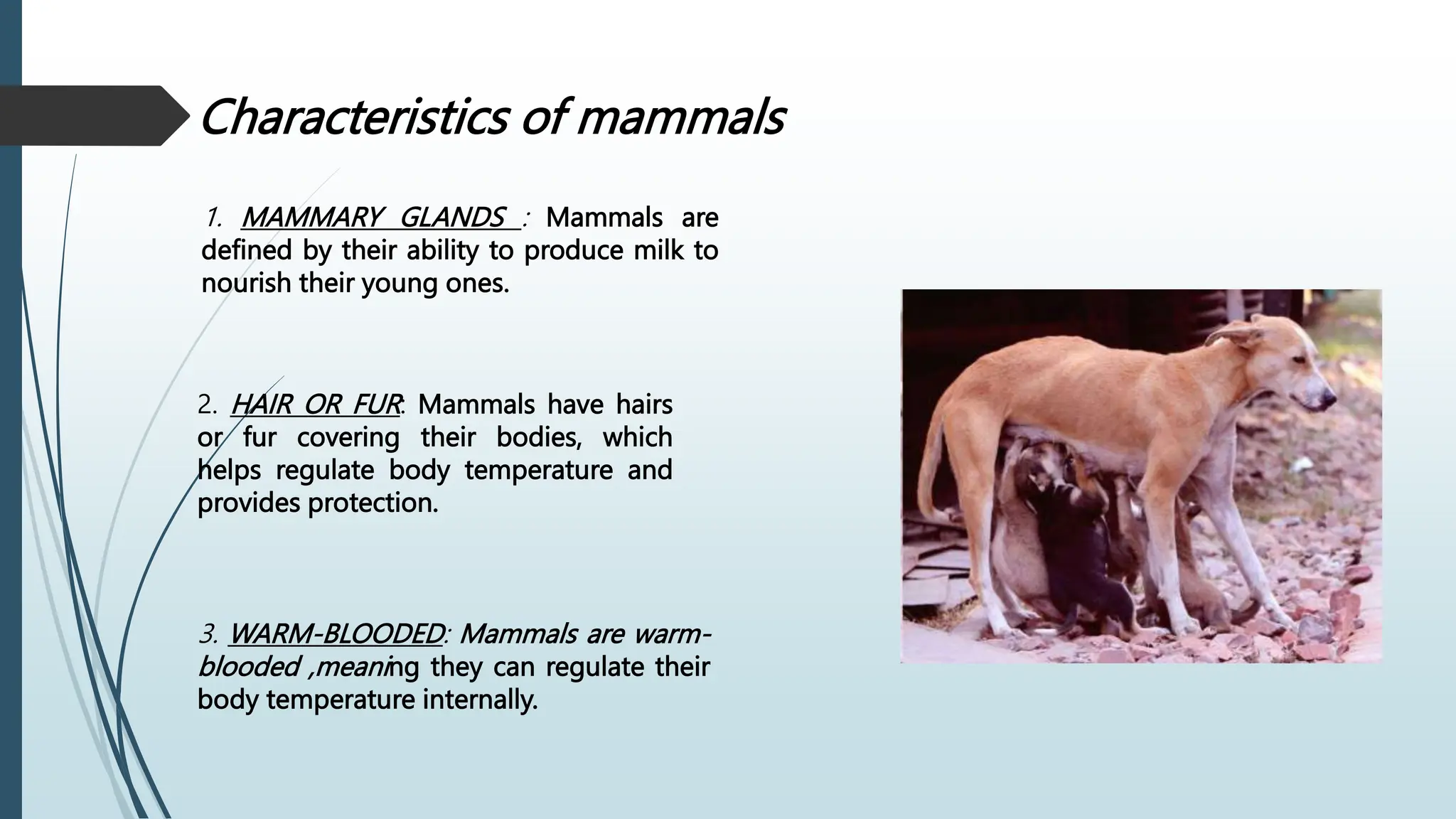 Characteristics and classification of mammals.pptx
