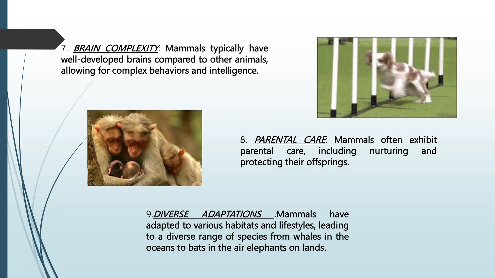 Characteristics and classification of mammals.pptx