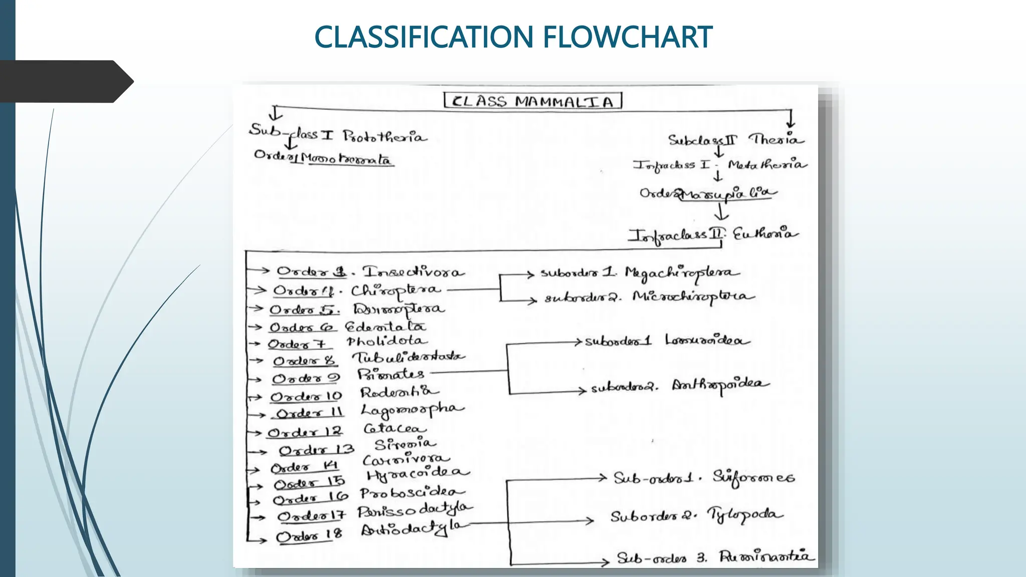 Characteristics and classification of mammals.pptx