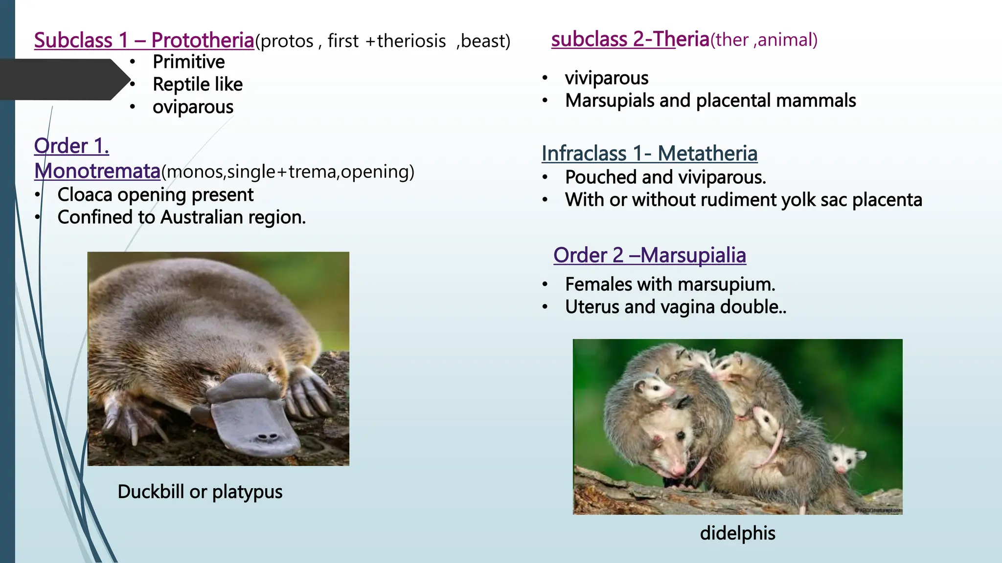 Characteristics and classification of mammals.pptx