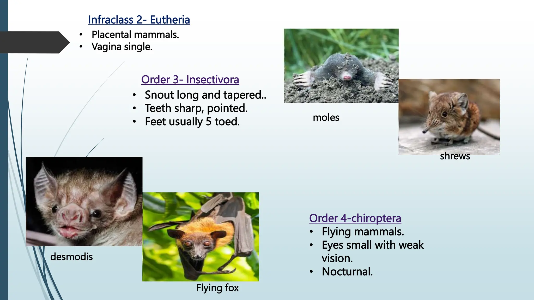 Characteristics and classification of mammals.pptx