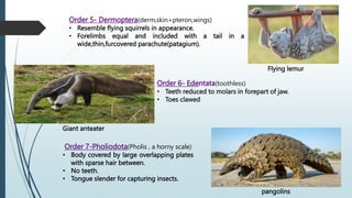Characteristics and classification of mammals.pptx