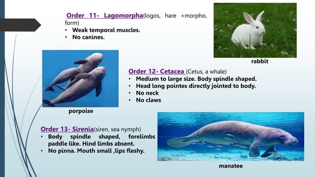 Characteristics and classification of mammals.pptx