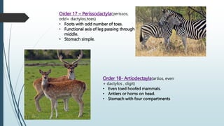 Characteristics and classification of mammals.pptx