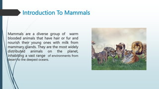 Characteristics and classification of mammals.pptx