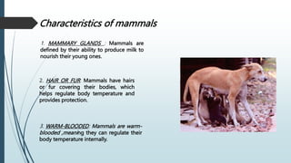 Characteristics and classification of mammals.pptx