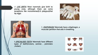 Characteristics and classification of mammals.pptx
