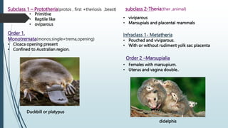 Characteristics and classification of mammals.pptx