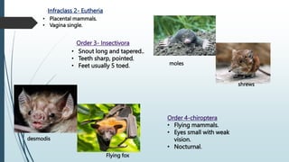 Characteristics and classification of mammals.pptx