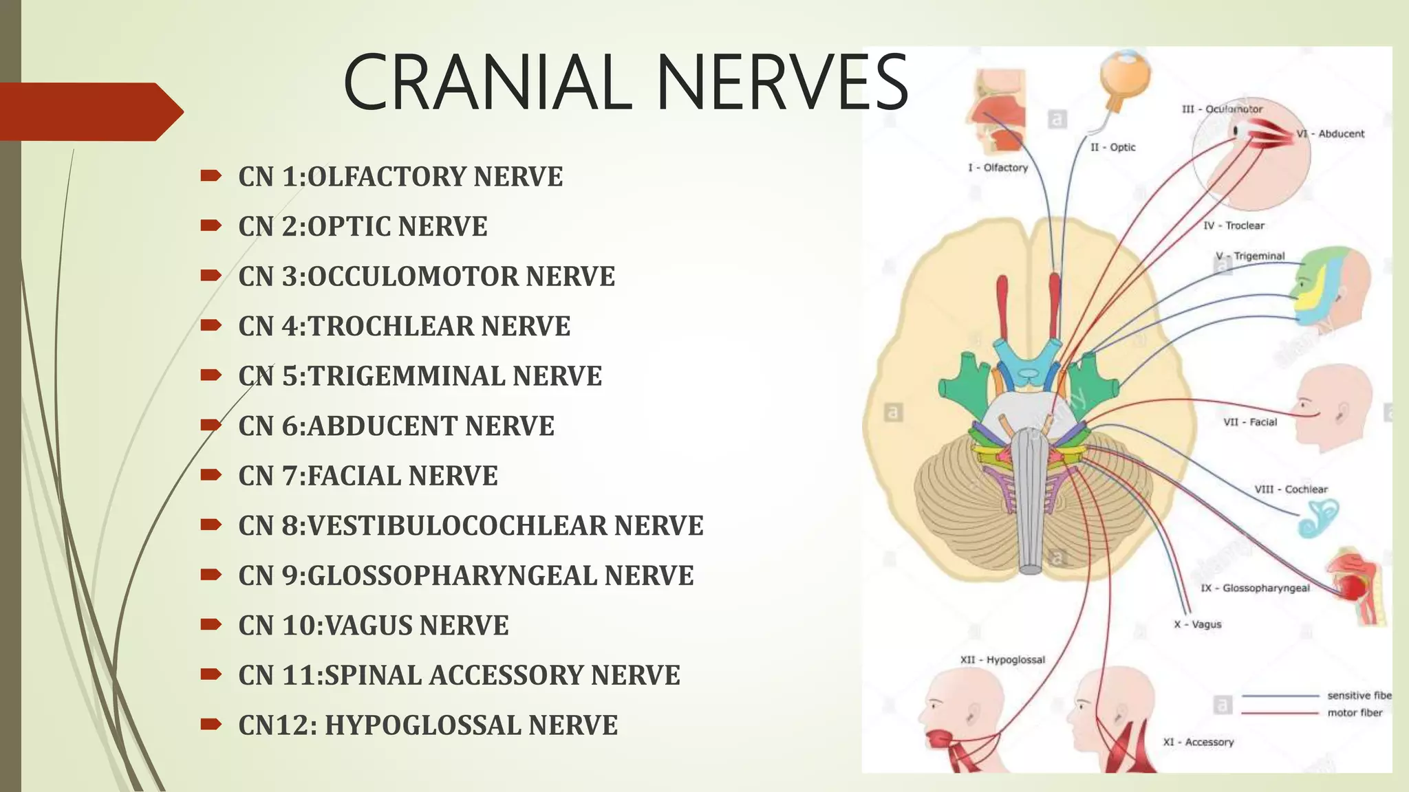 CRANIAL NERVE EXAMINATION | PPTX