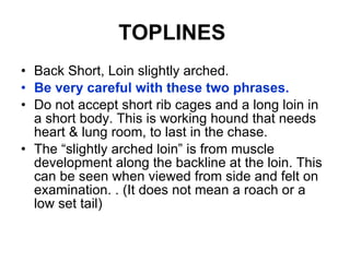 Judging beagle tips website | PPT