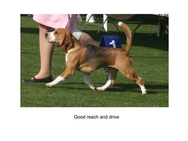 Judging beagle tips website | PPT