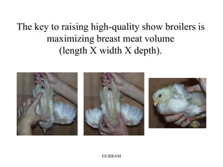Judging of broilers or ready to cook birds | PPT