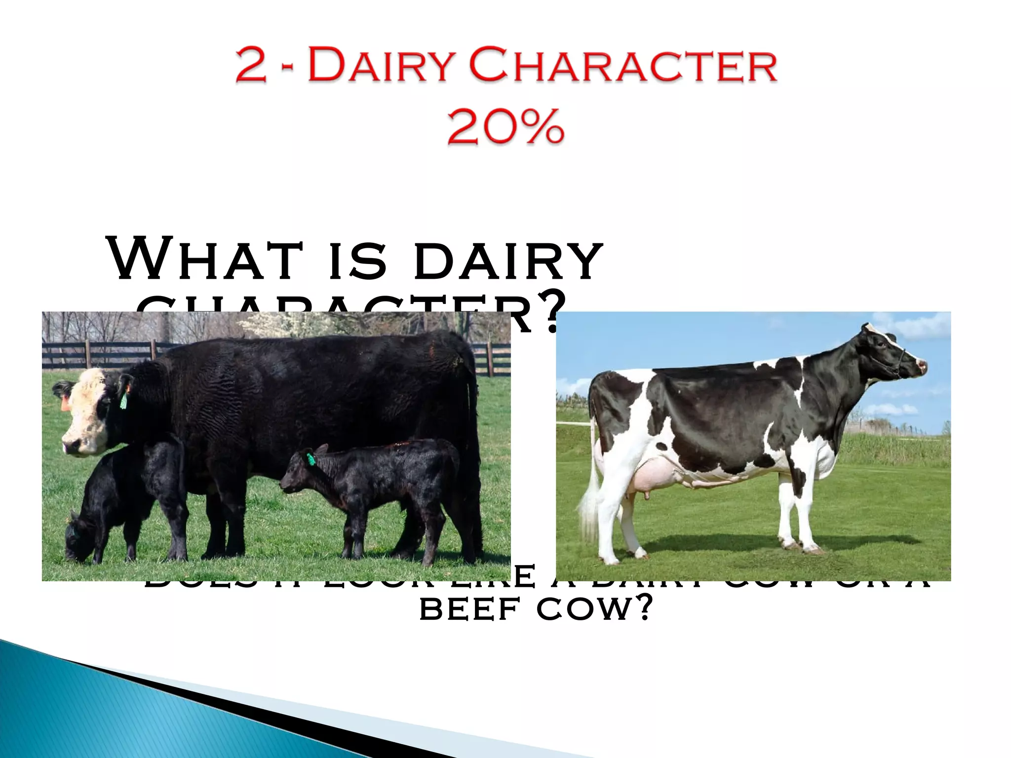 Judging dairy animals | PPT