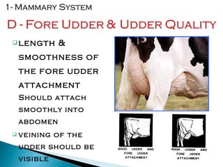 Judging dairy animals | PPT