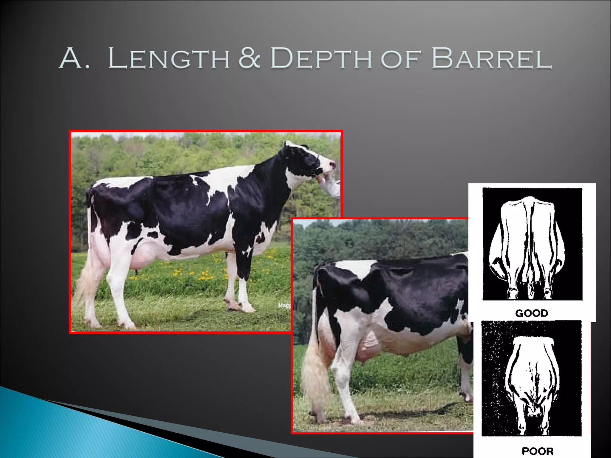 Judging dairy animals copy | PPT