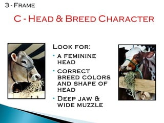 Judging dairy animals copy | PPT