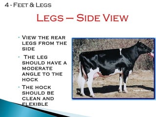 Judging dairy animals copy | PPT