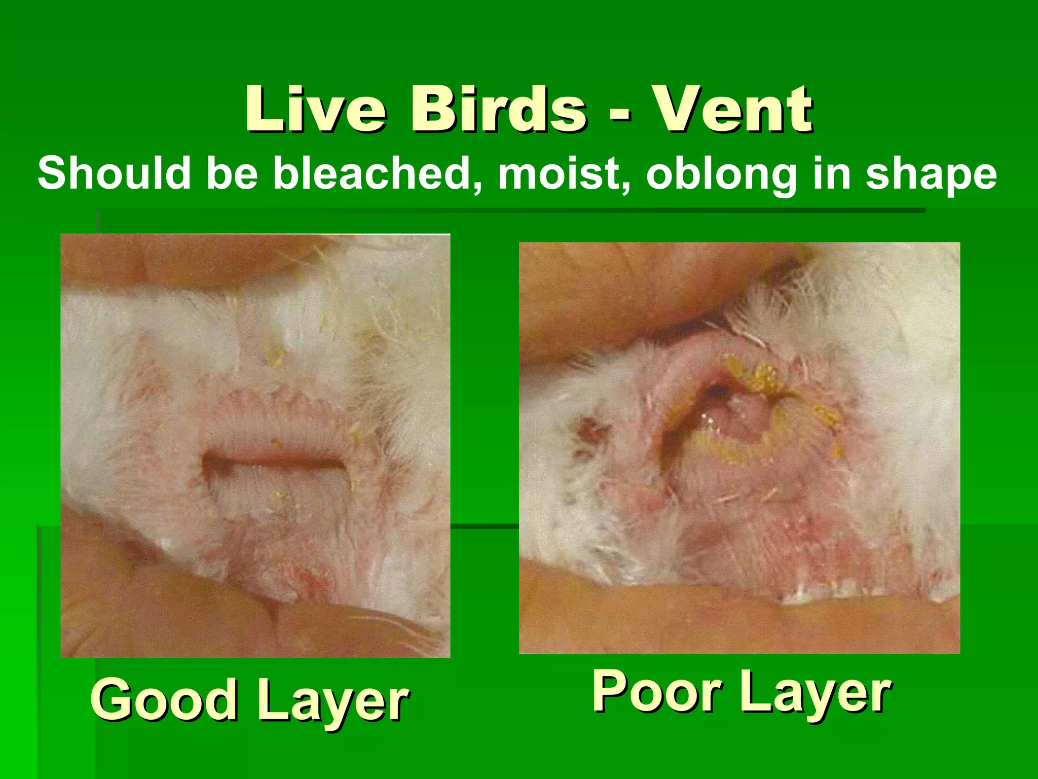 Judging of poultry | PDF