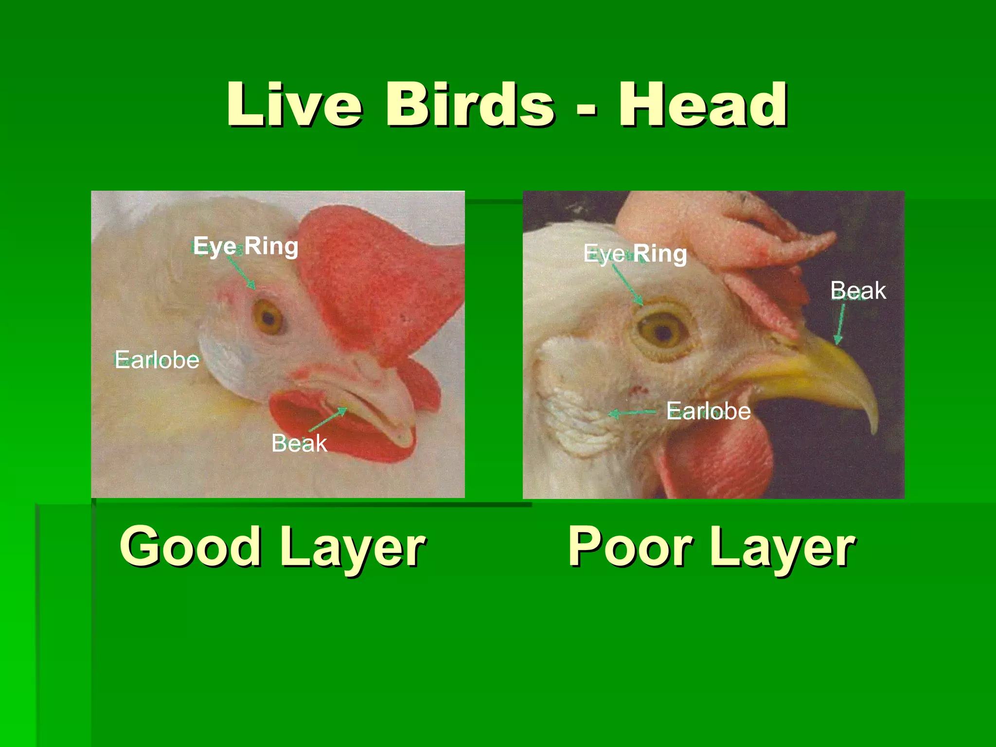 Judging of poultry | PDF
