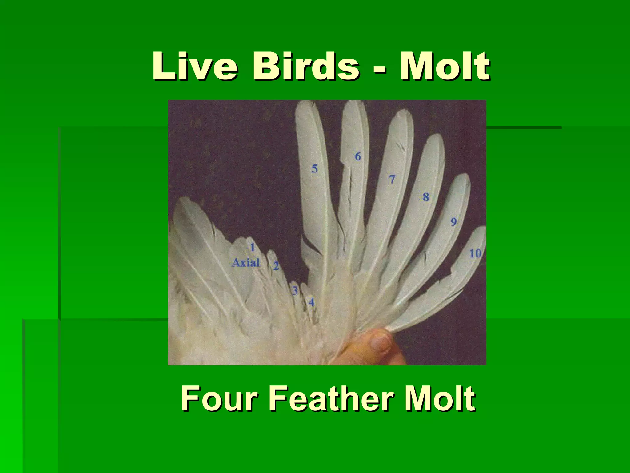 Judging of poultry | PDF