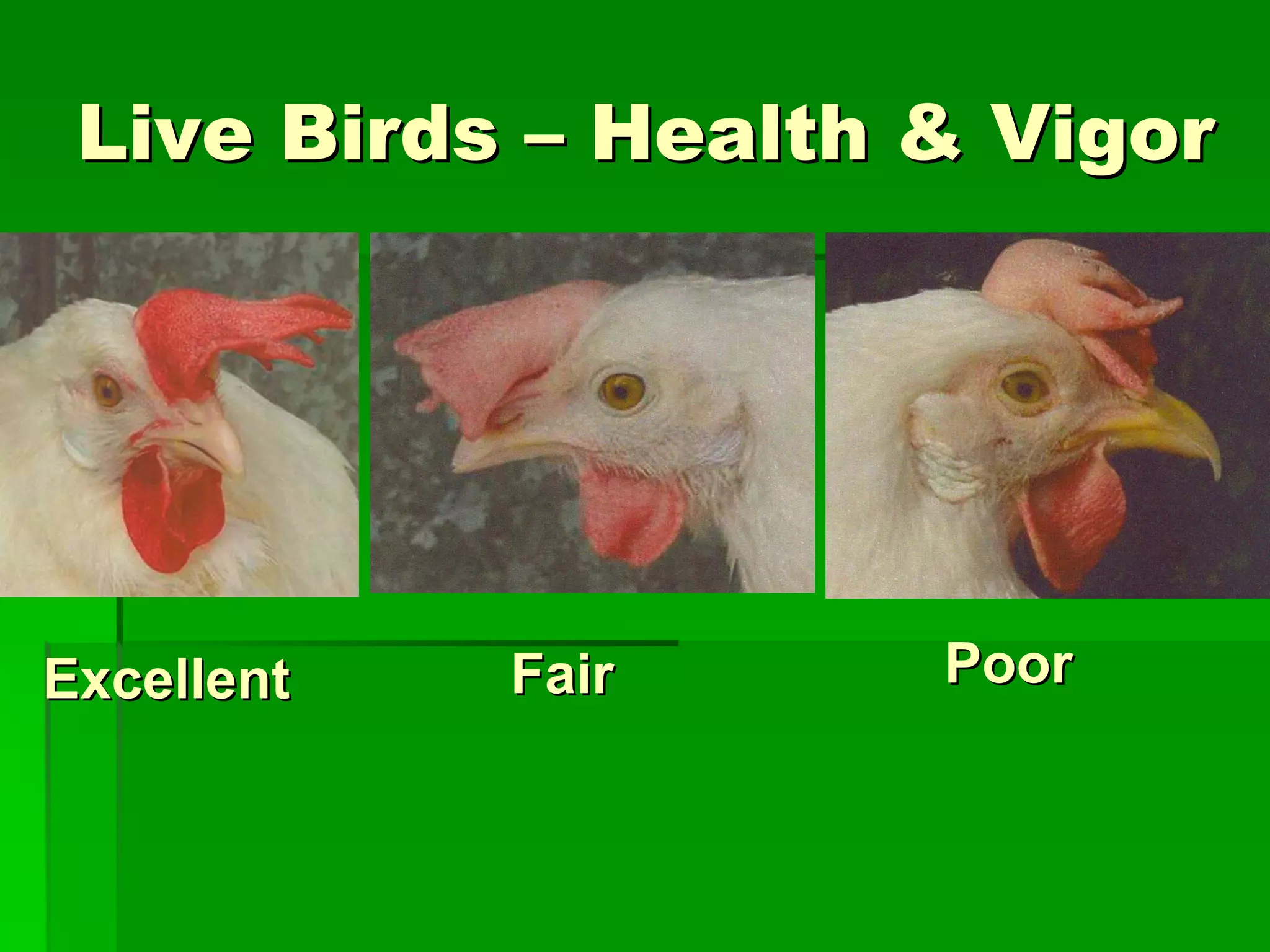 Judging of poultry | PDF