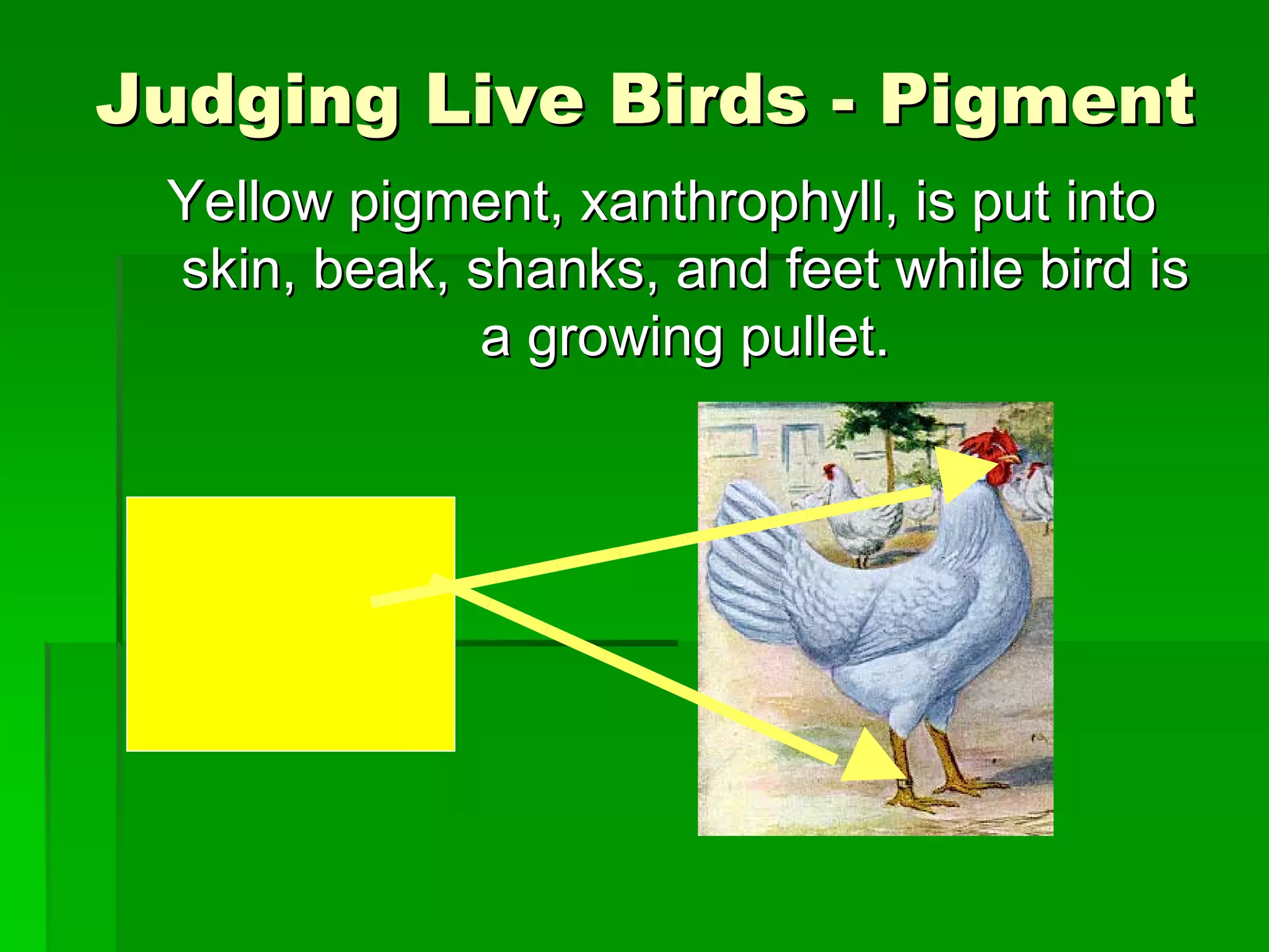 Judging of poultry | PDF